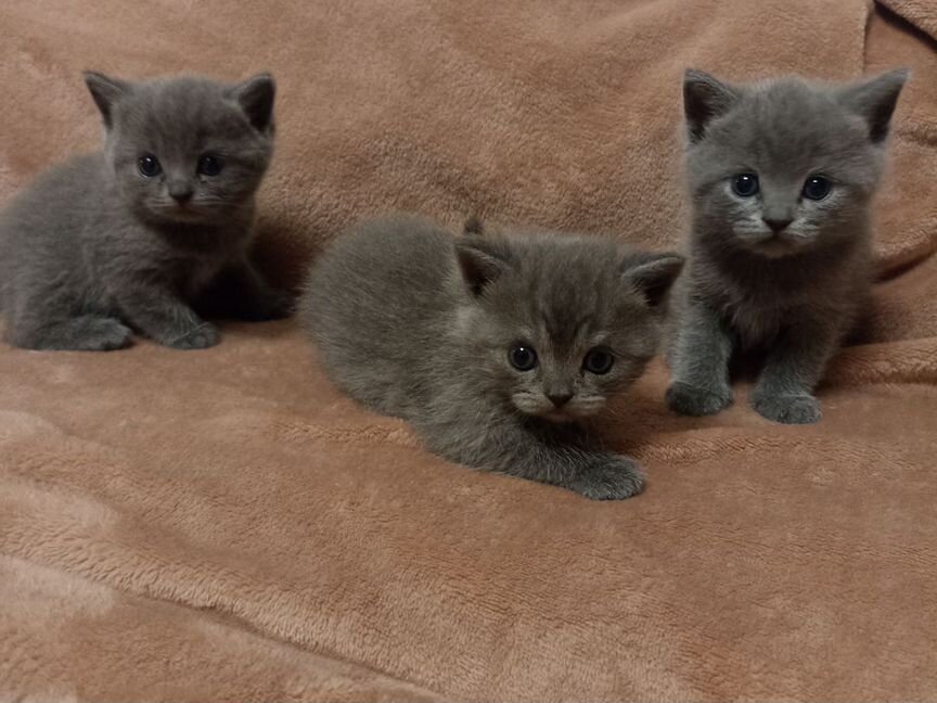 Британские котята