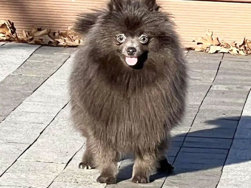 Голубая. Эксклюзивная Девочка