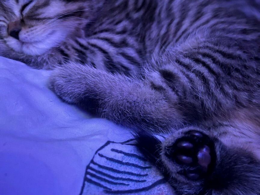 Шотландский вислоухий котенок