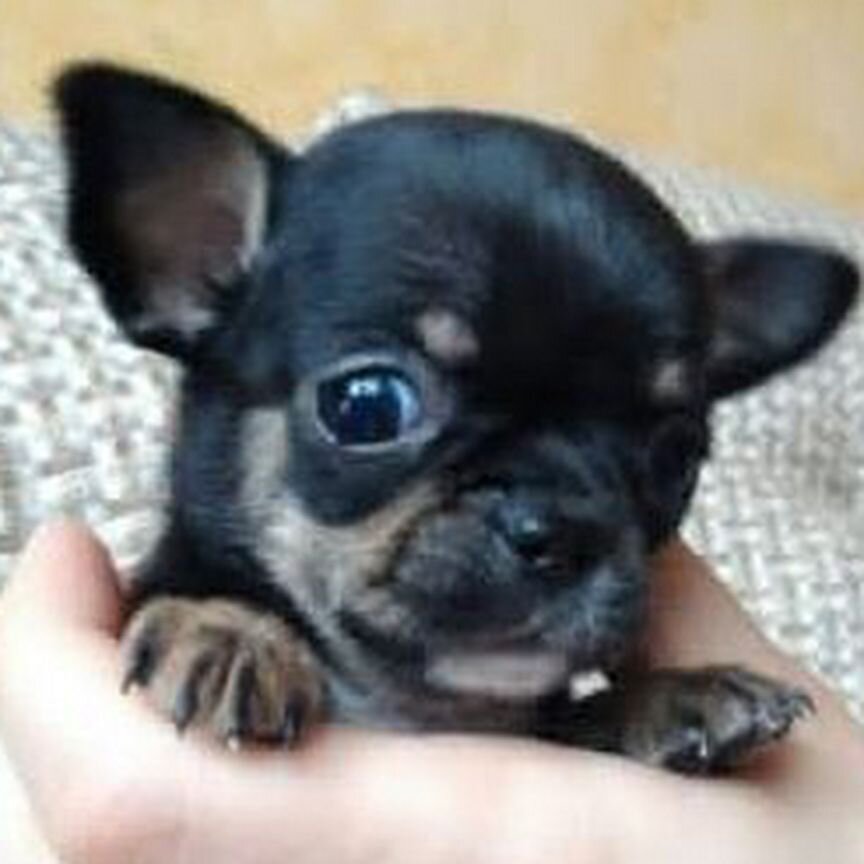 Чихуахуашечка