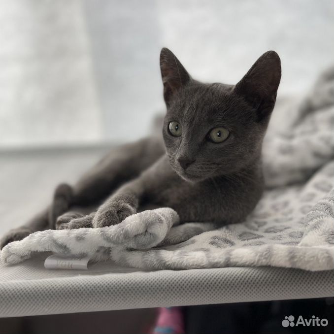 Помогите пристроить котенка