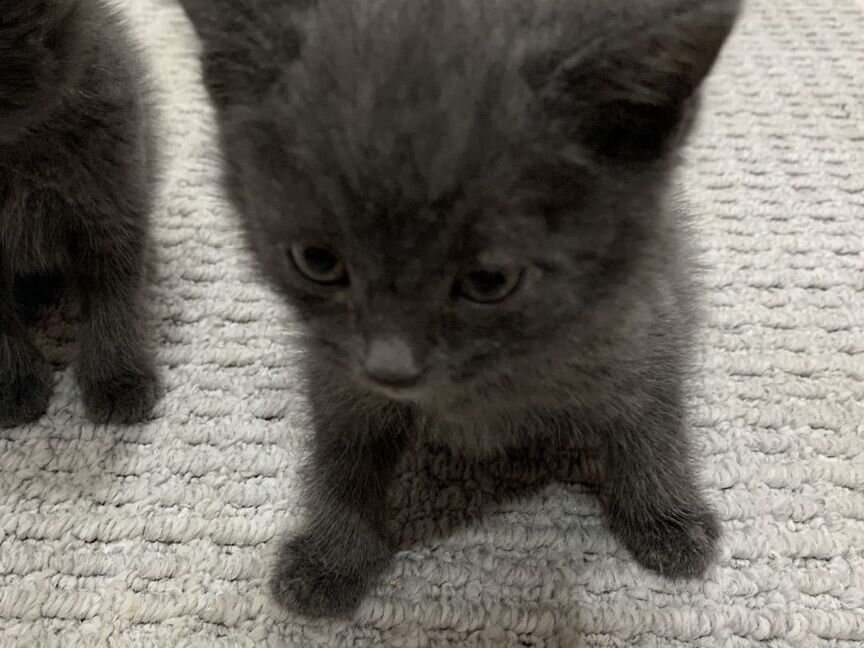 Британские котята