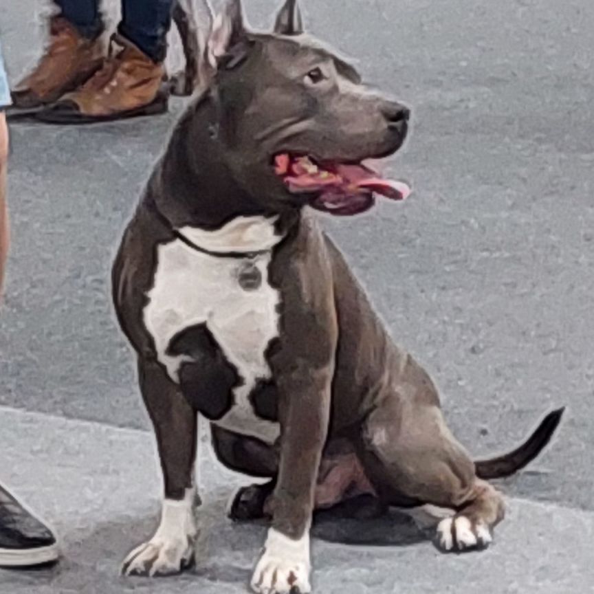 Стаффордширский терьер