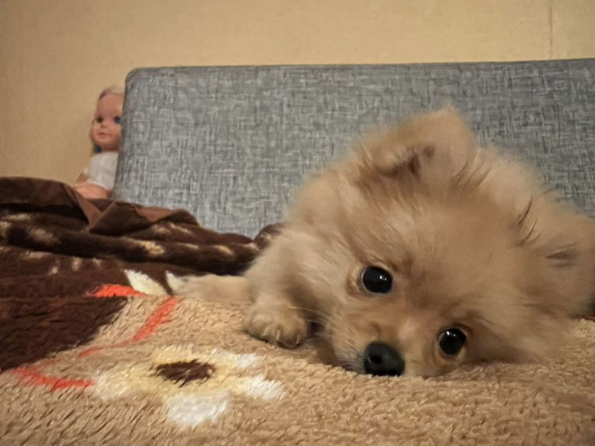 Померанский шпиц мини щенок