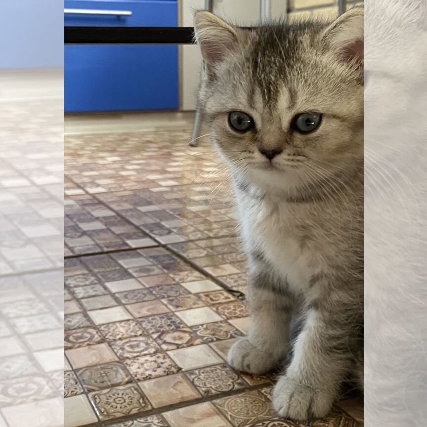 Шотландский прямоухий короткошёрстный котёнок