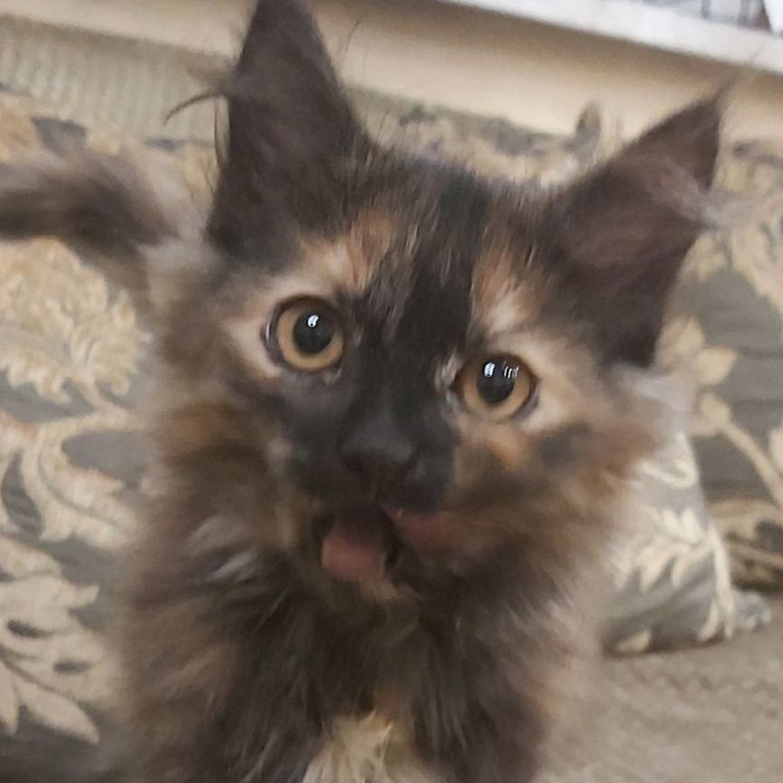Котёнок