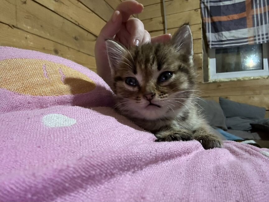 Кошка в дар