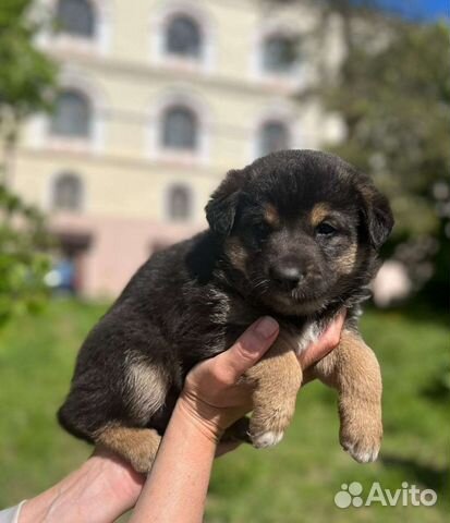 Щенок 1,5 мес. девочка, будет среднего размера