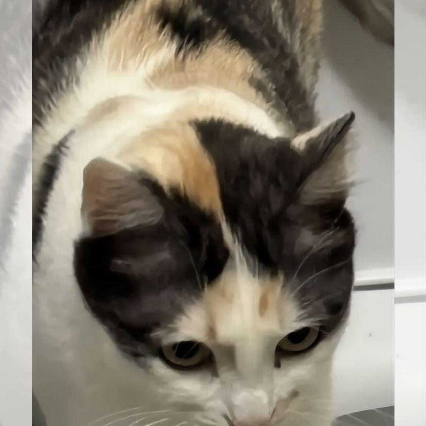 Взрослая, кошка в добрые руки