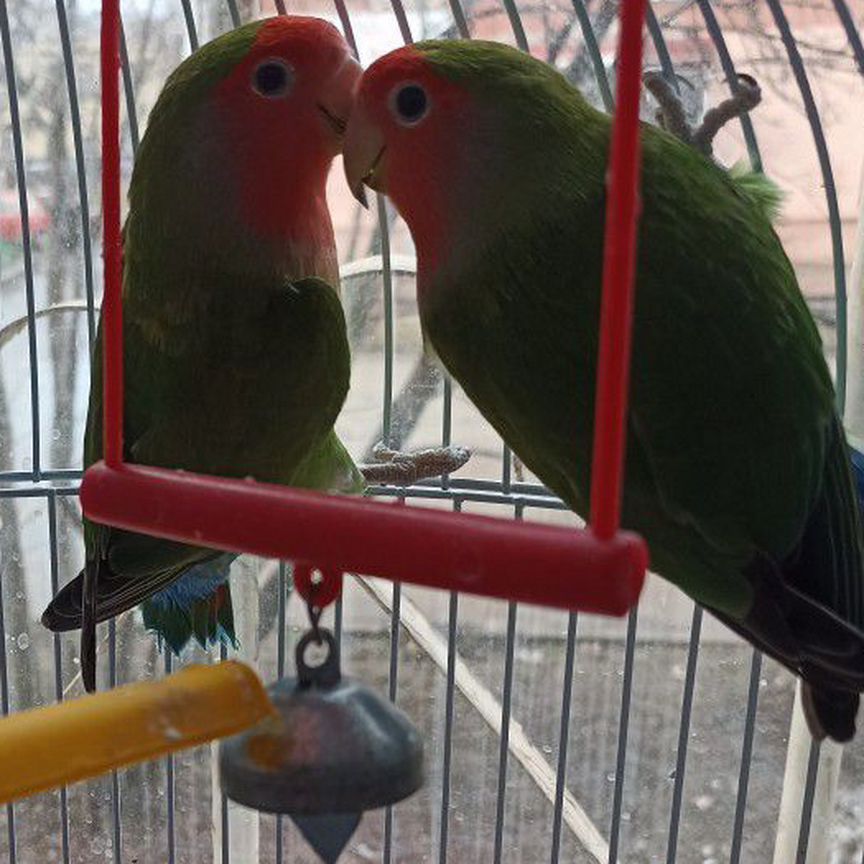 Попугаи неразлучники