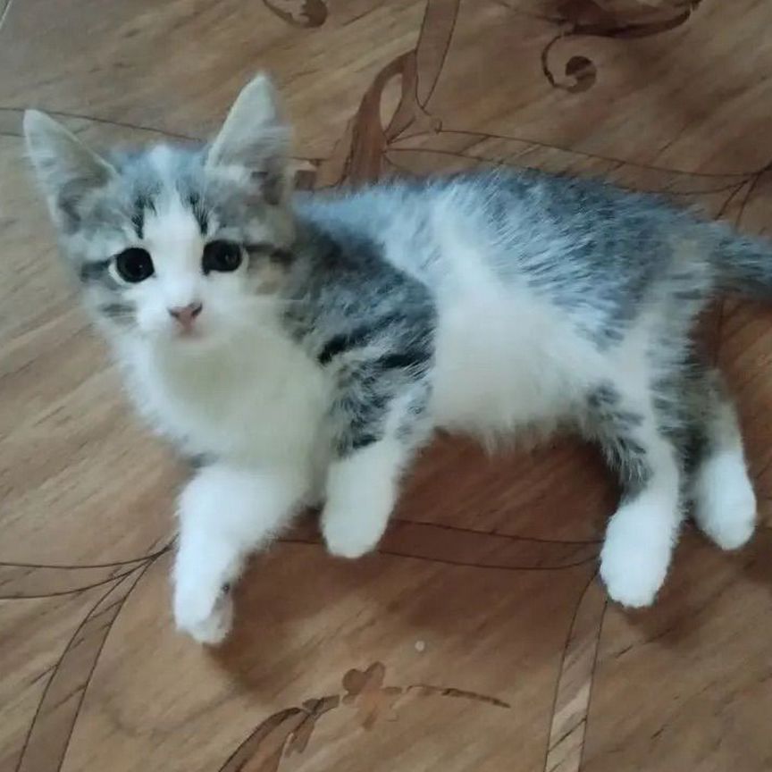 Котёнок в добрые руки