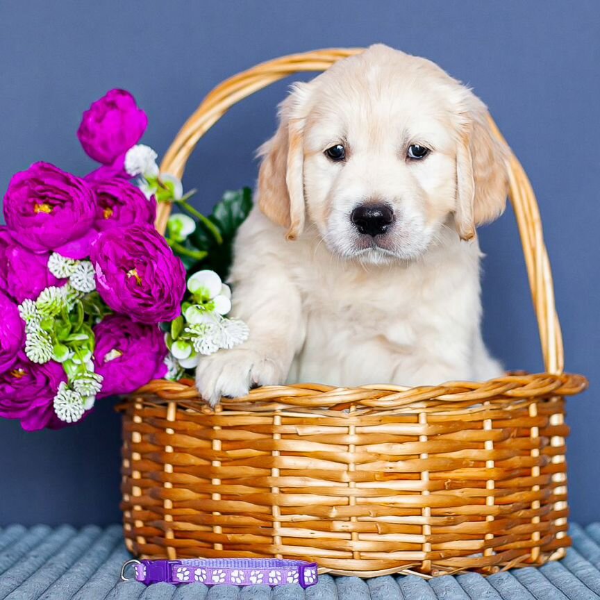 Золотистый ретривер, щенок