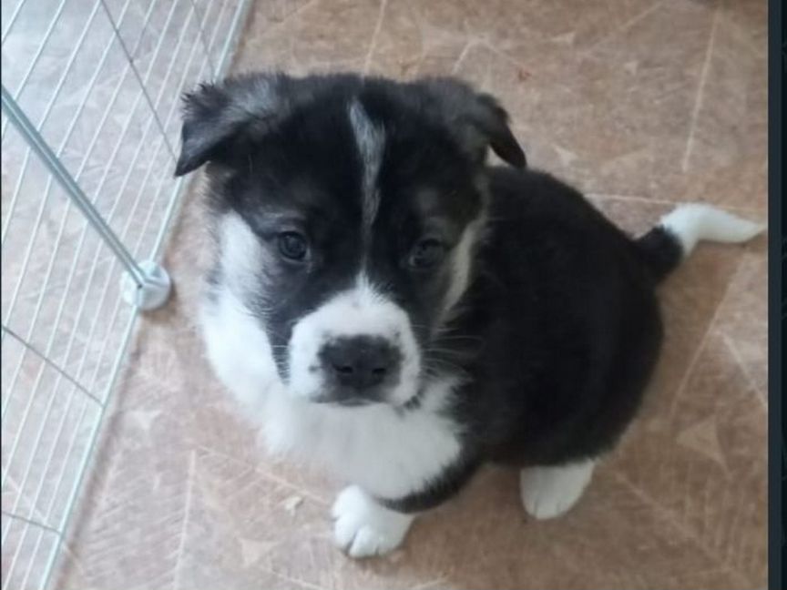 Щеночки в добрые руки