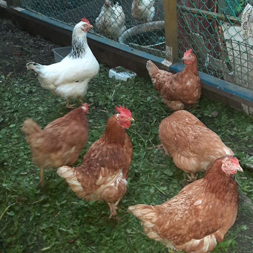 Куры несушки продам
