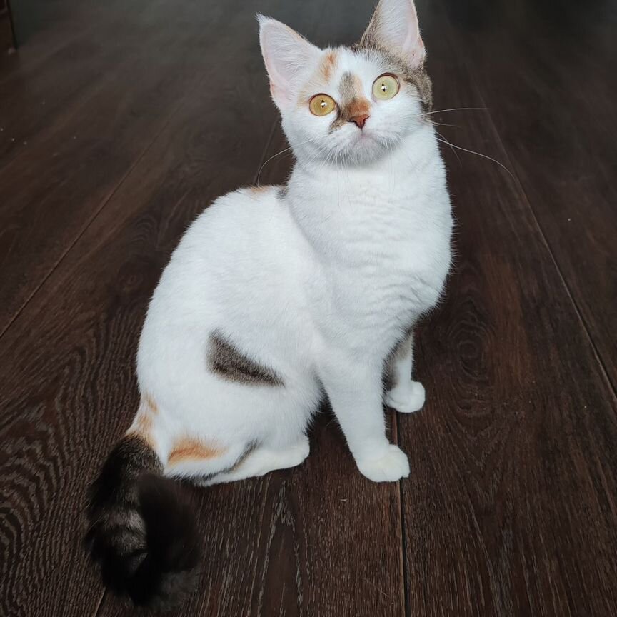 Красивая кошечка в дар