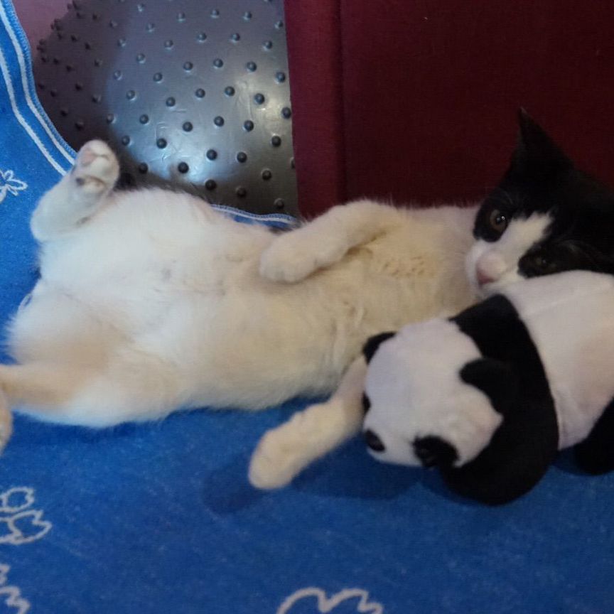 Котенок Мурочка в дар