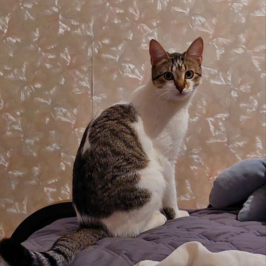 Котик Марс