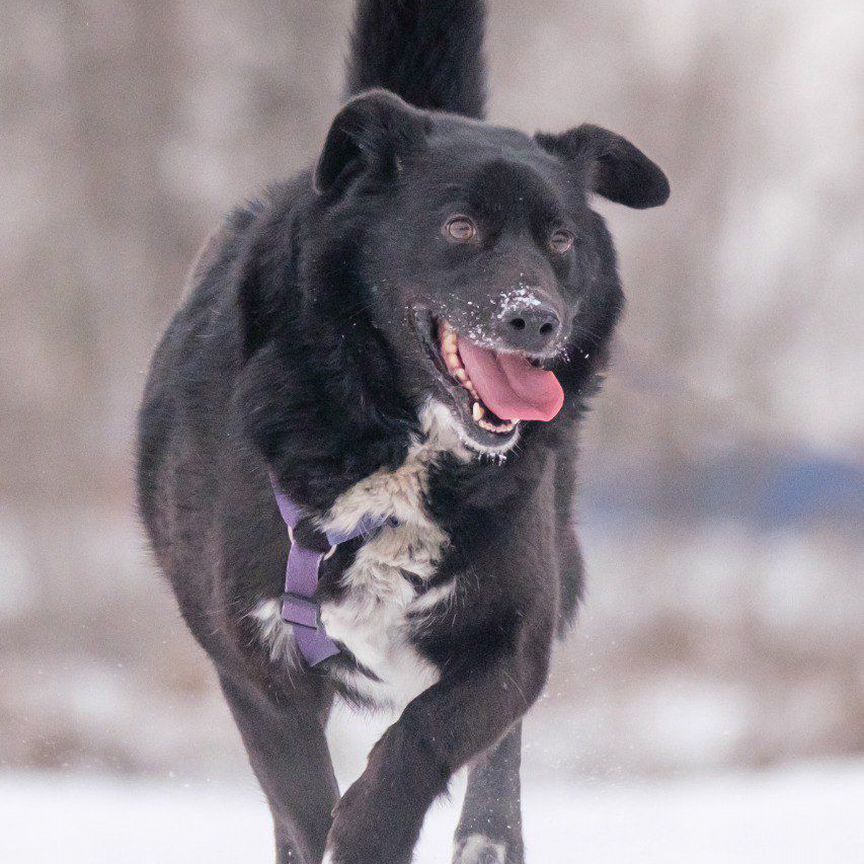Молли из приюта