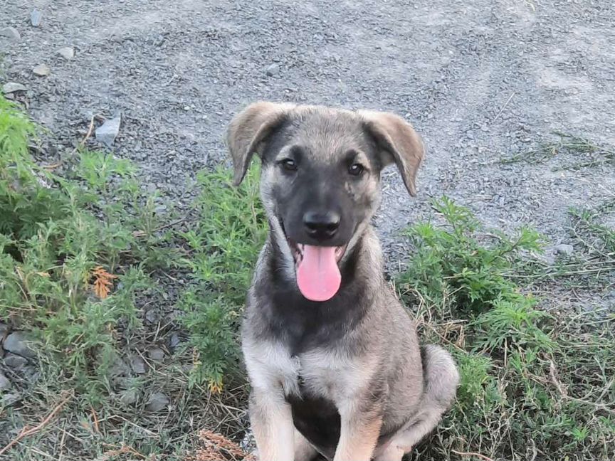 Щенок в добрые руки