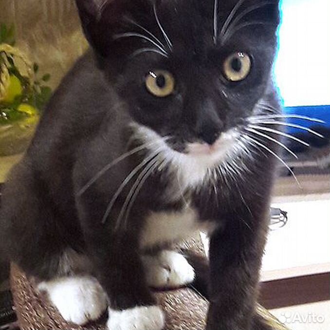 Море обаяния и позитива, домашний котенок Кнопка