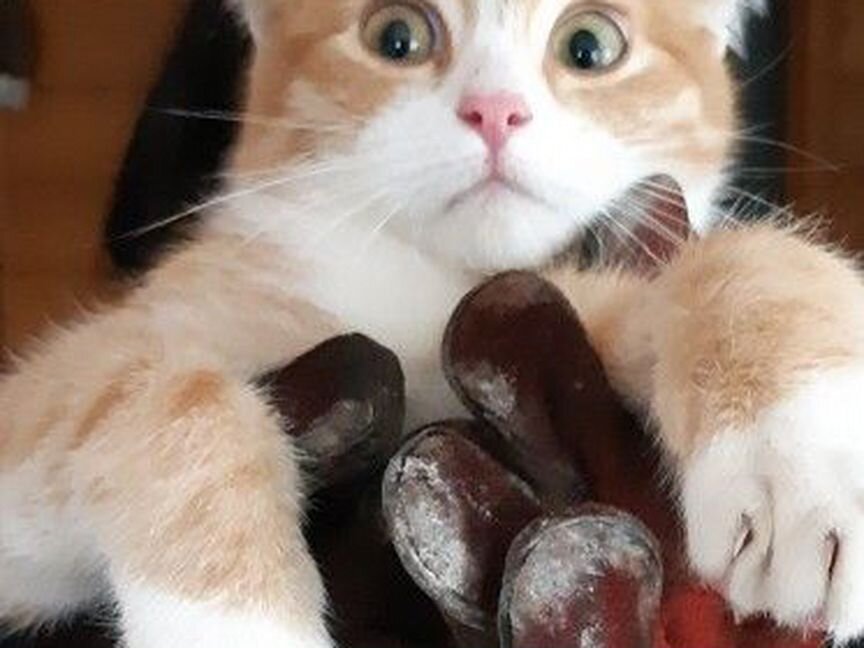 Рыжий котенок мальчик