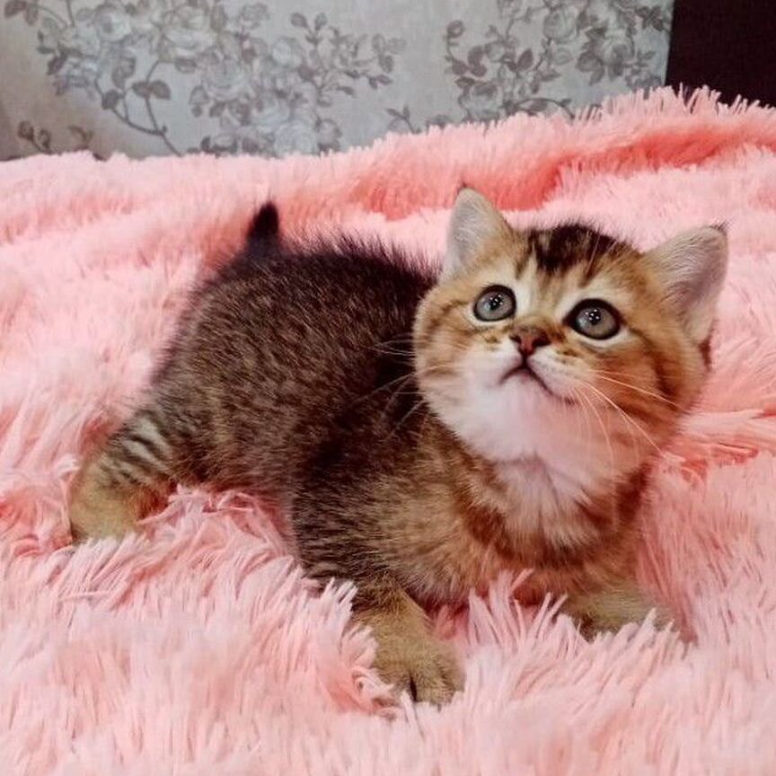 Шиншилловые очаровашки скоттиш страйт