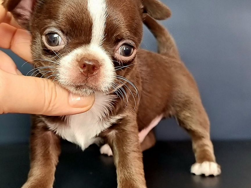 Шоколадный мини зайчик