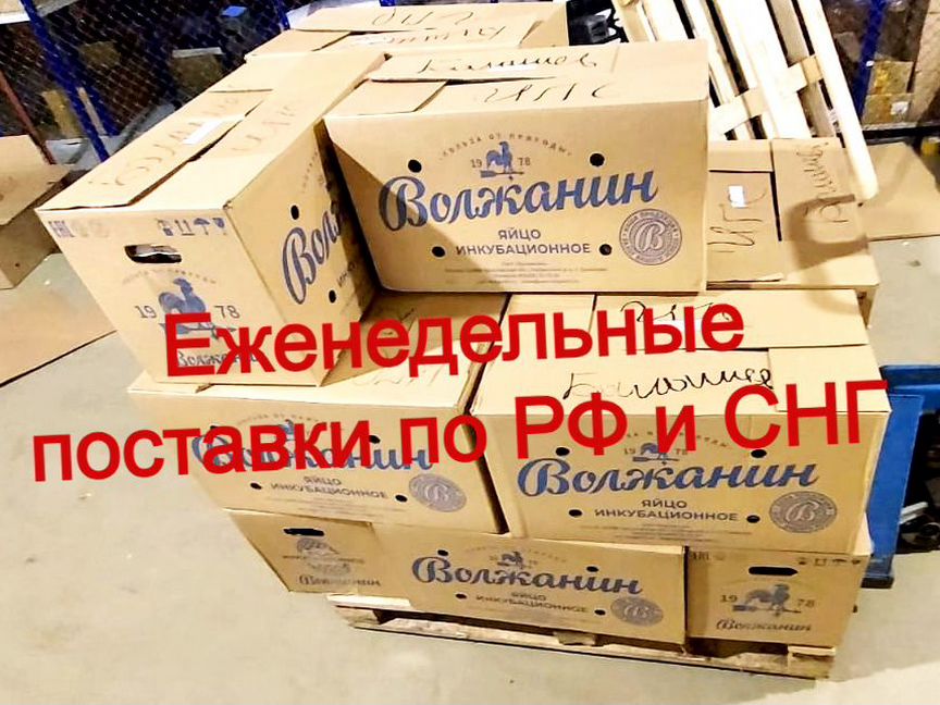 Инкубационное яйцо несушек