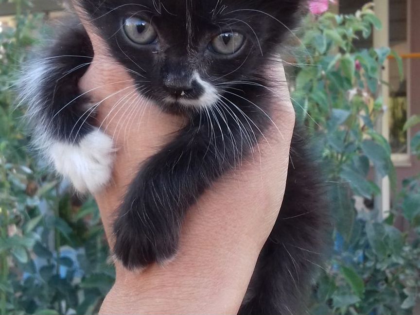 В дар маленькую красавицу