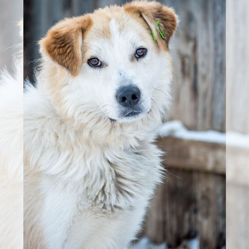 Взрослый пёс в добрые руки