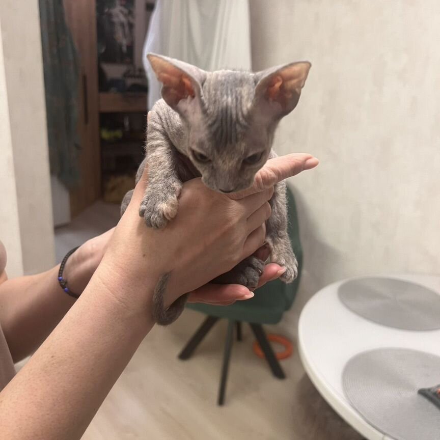 Донской сфинкс кошка