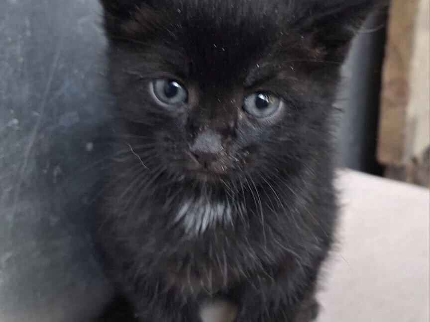 Котенок в добрые руки