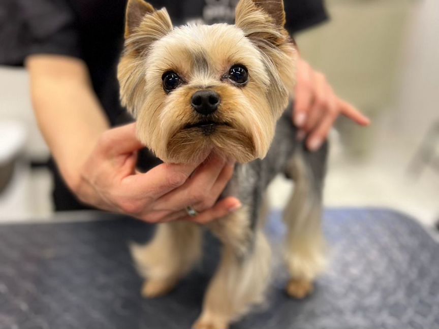 Йоркширский терьер мини беби фейс