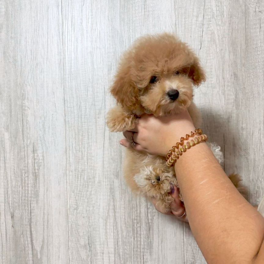 Мальтипу пушон мальчик мини