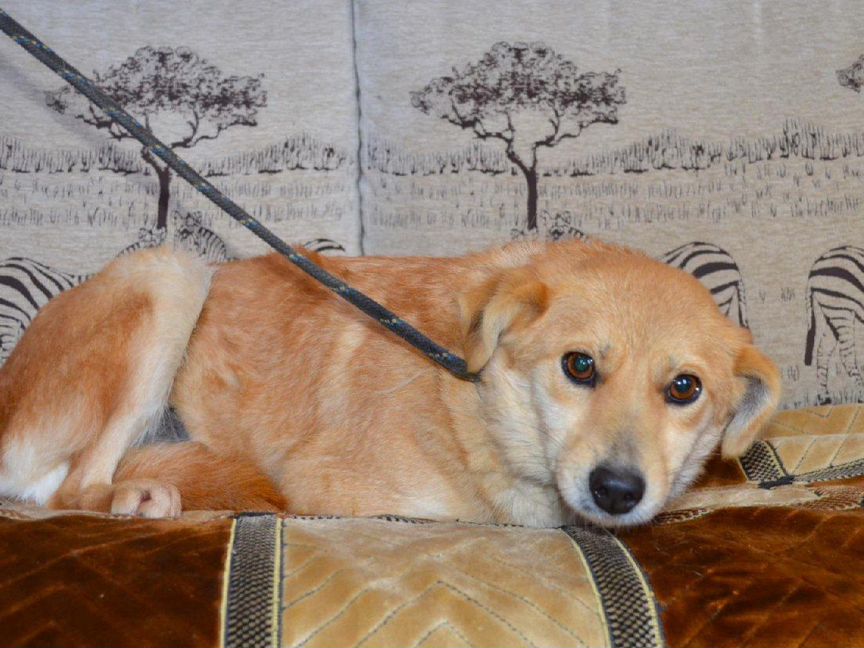 Рыжая малышка в поисках семьи