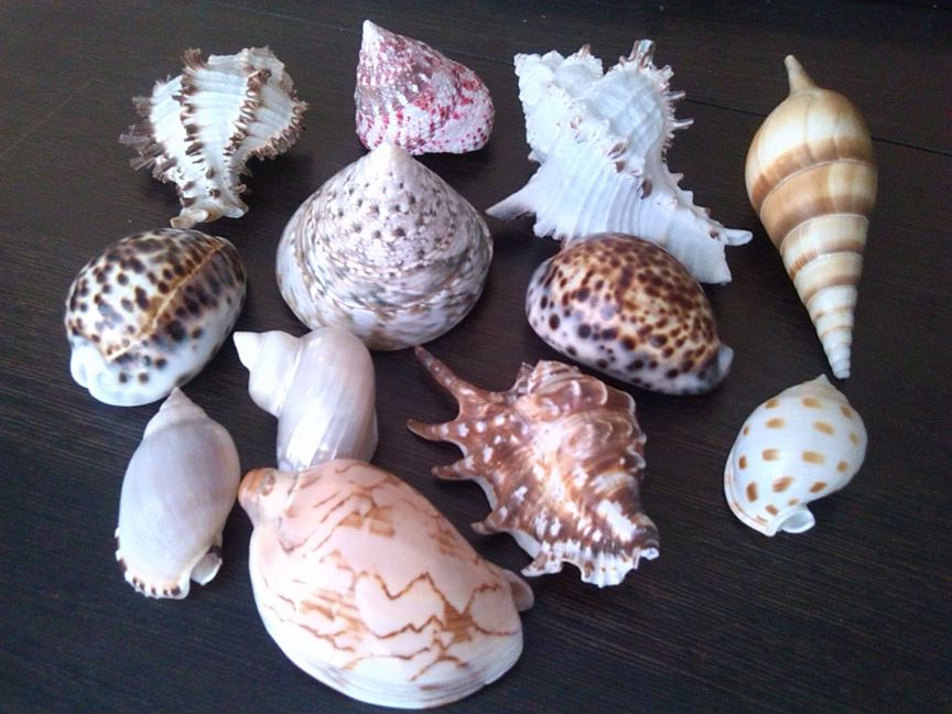 Набор морских ракушек