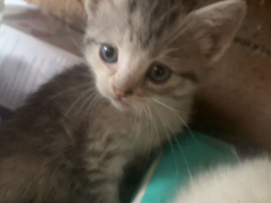 Котята отдам даром