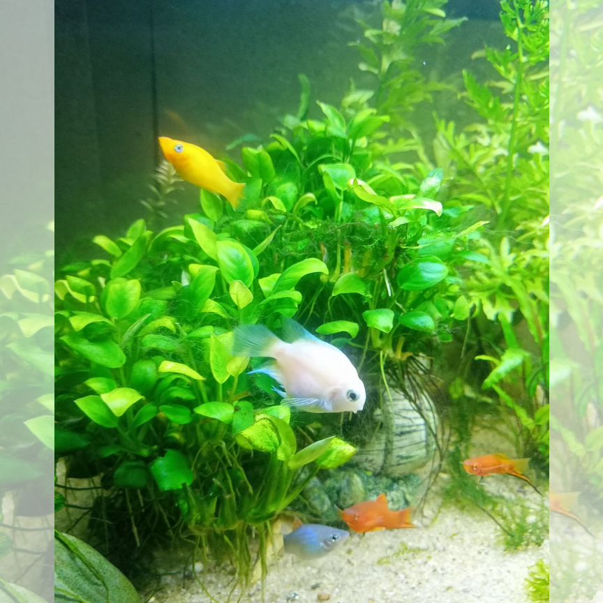 Платиновый попугай обмен на амано креветок