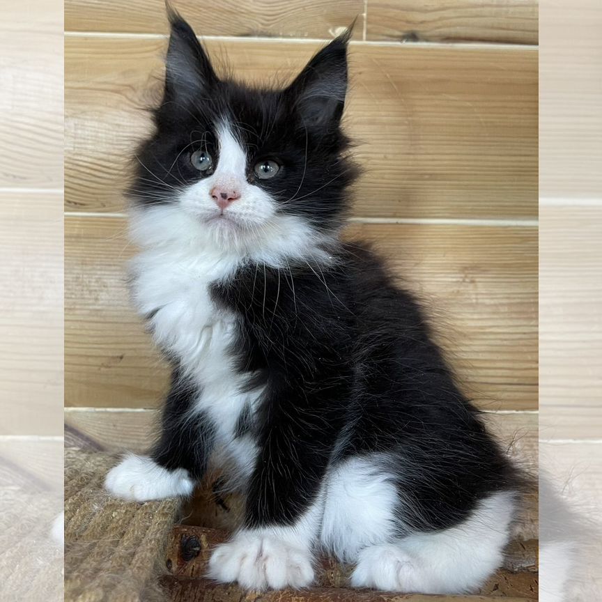 Мейн-кун котёнок