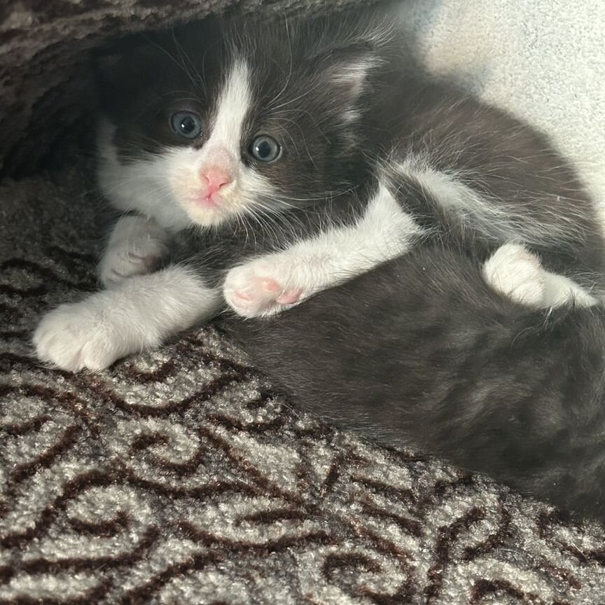 Котята отдам даром