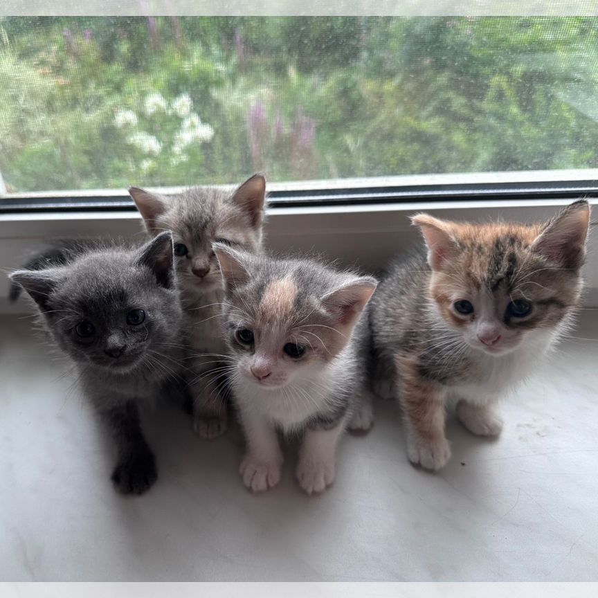 Кошки
