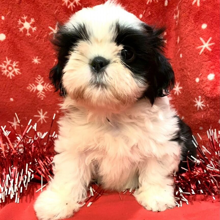 Щенки ши -тцу