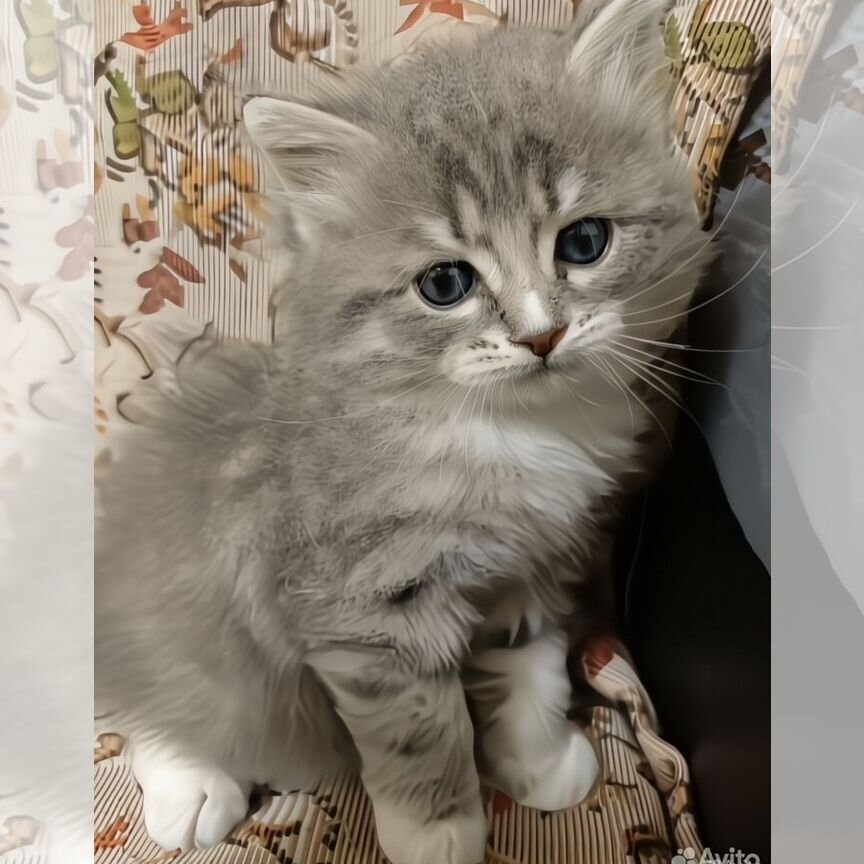 Котёнок в добрые руки