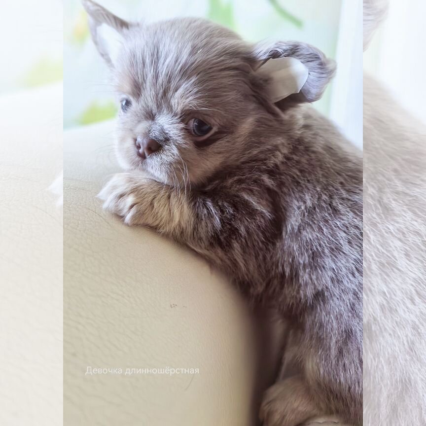 Чихуахуа, щенок