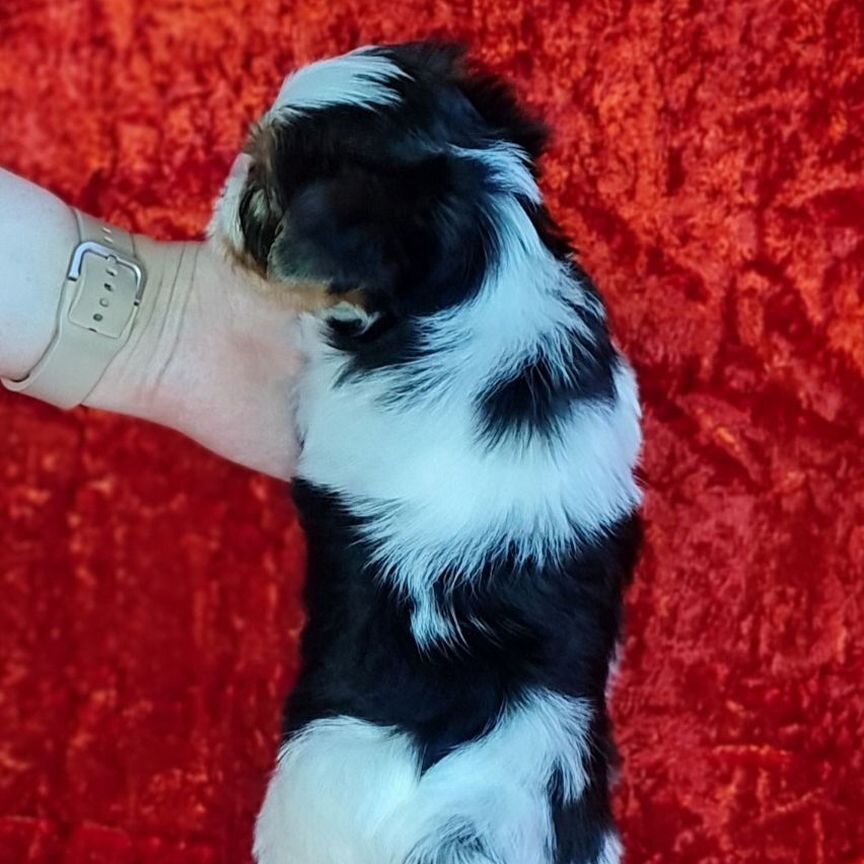 Бивер йорк курносые мальчишки