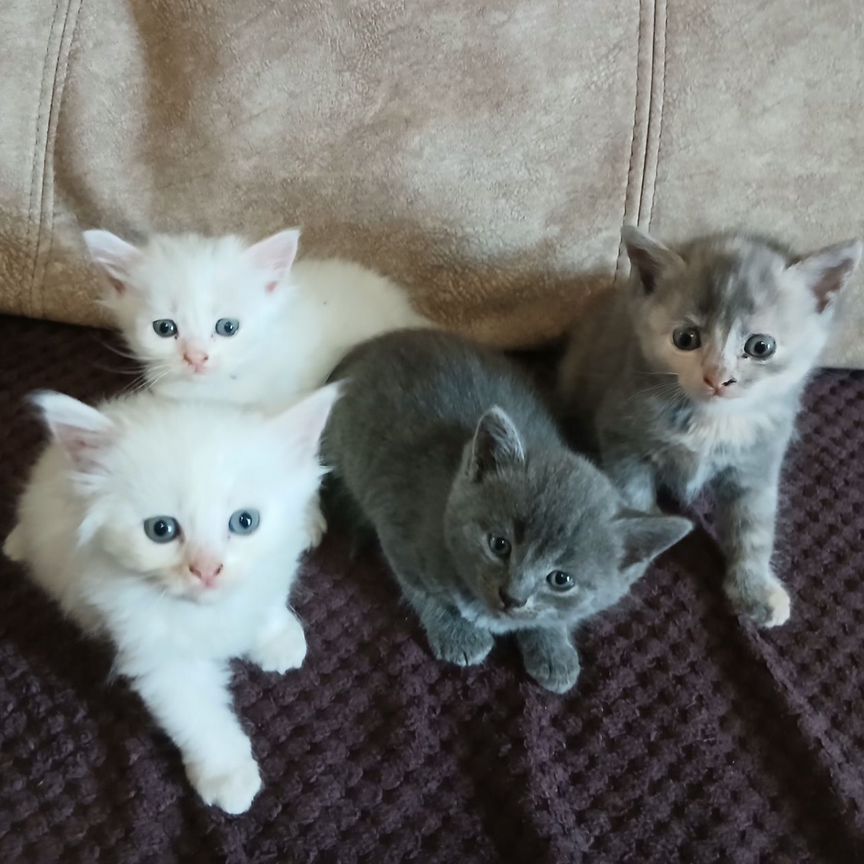 Отдам котенка в добрые руки