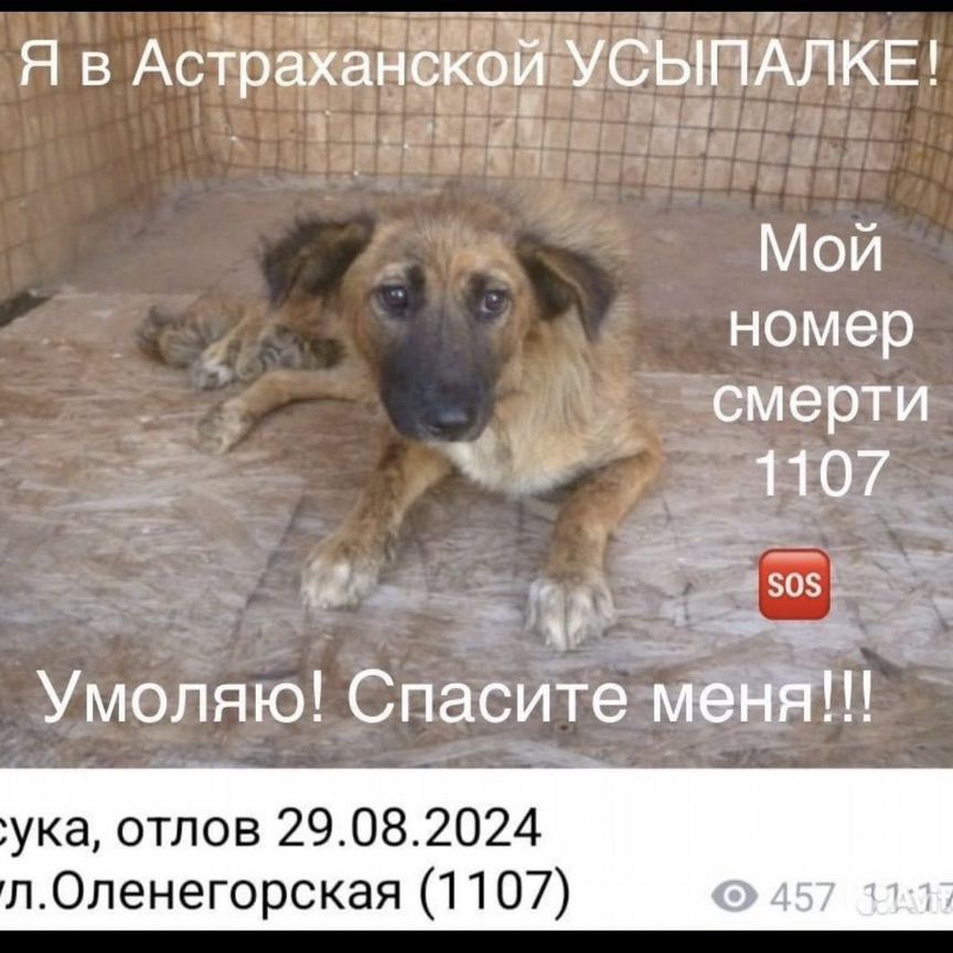 Спасите собаку от усыпления