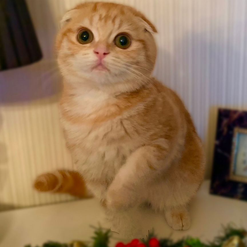 Шотландский вислоухий короткошёрстный, взрослый кот