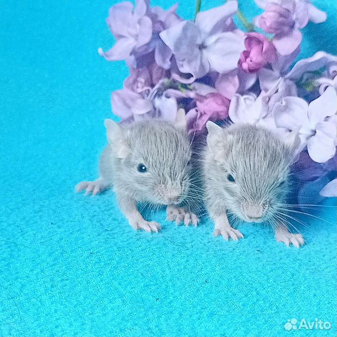 Белочки дегу