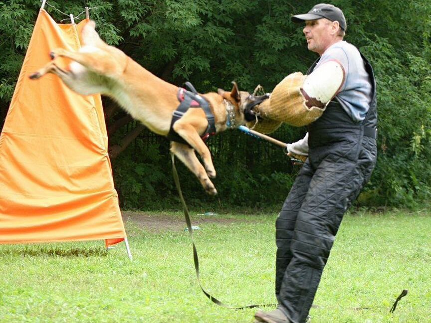 Бельгийская овчарка малинуа